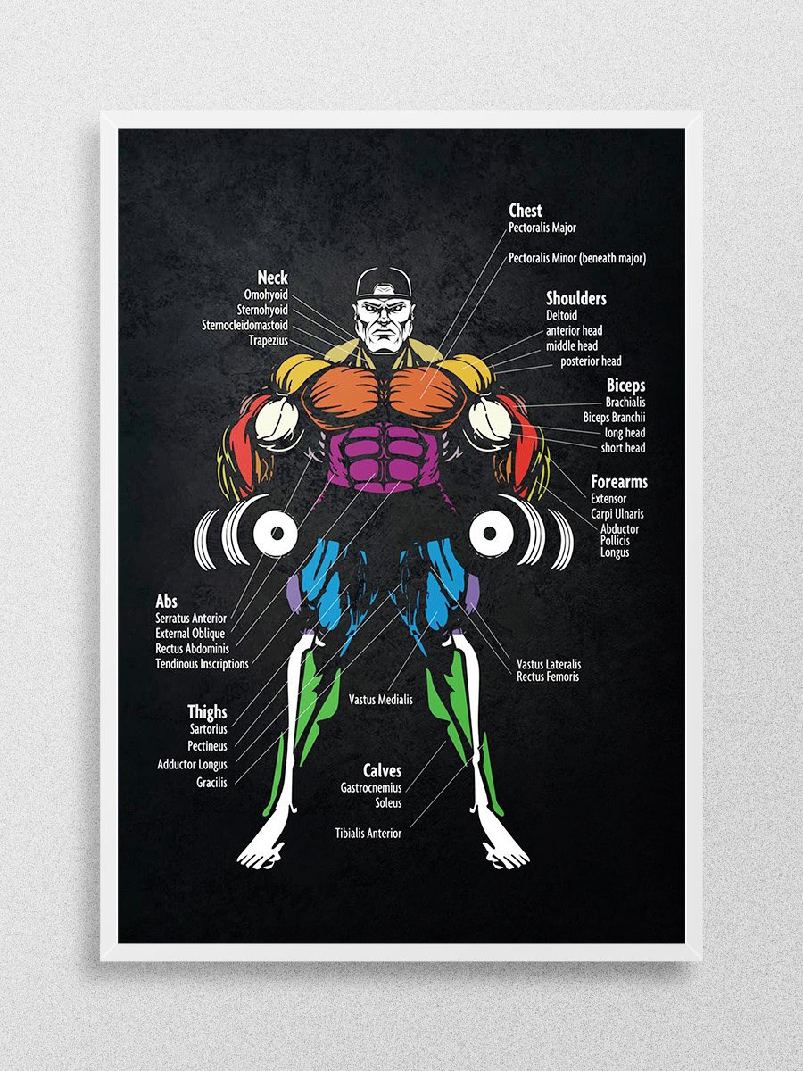 Muscle Chart Anatomy Anime Poster Çerçevesiz Yüksek Kalite Anime Duvar ...